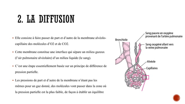 Physiologie Pulmonaire | PPT