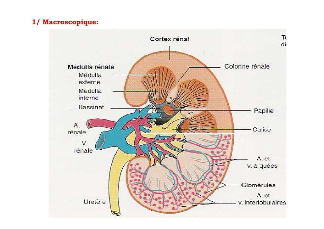Physiologie Renale Prof Ettaïb