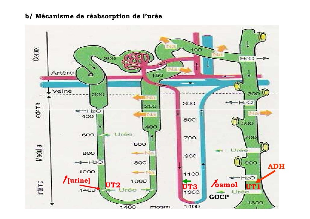 Physiologie Renale Prof Ettaïb