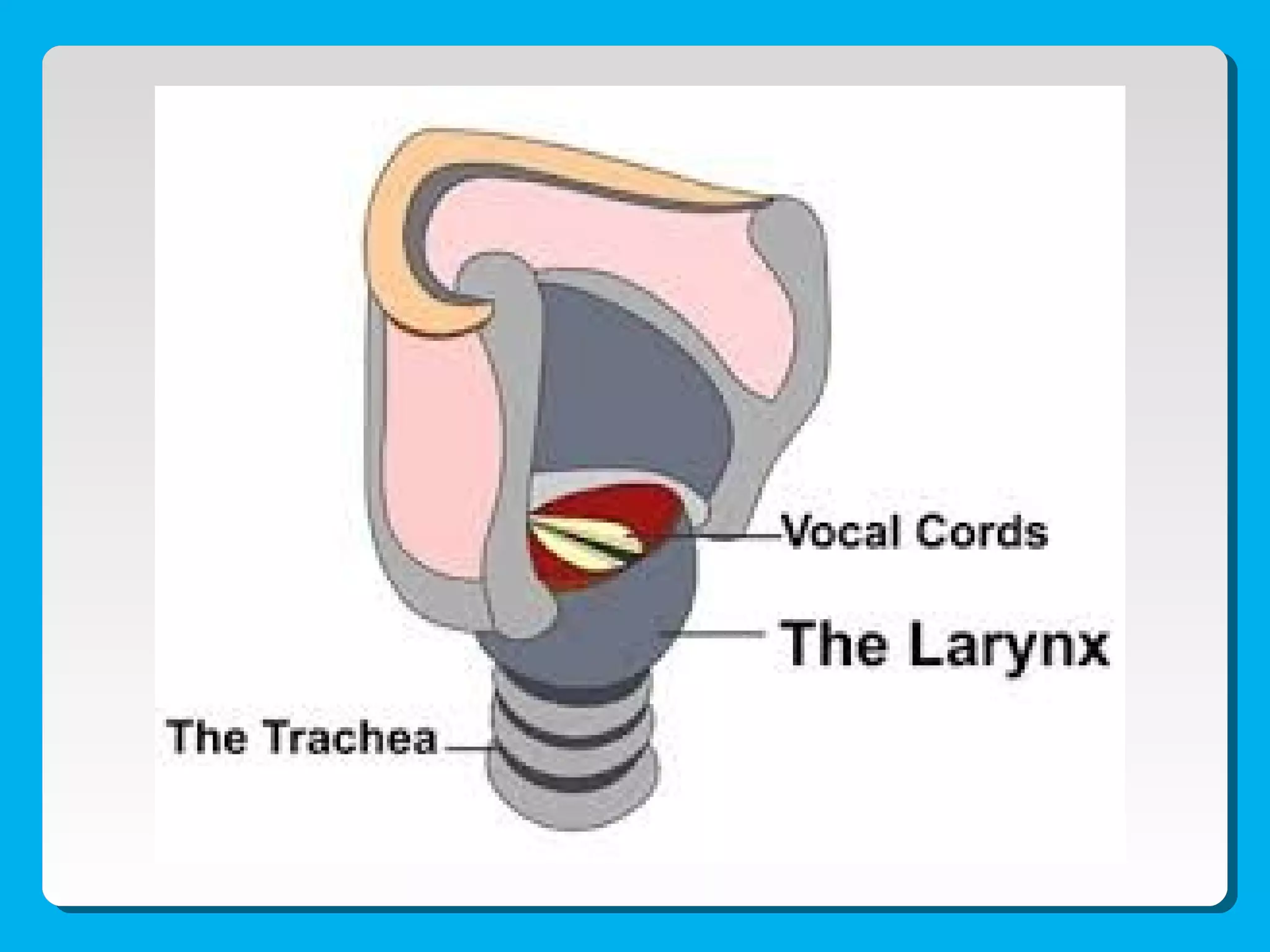Respiratory & Phonatory Systems | PPT