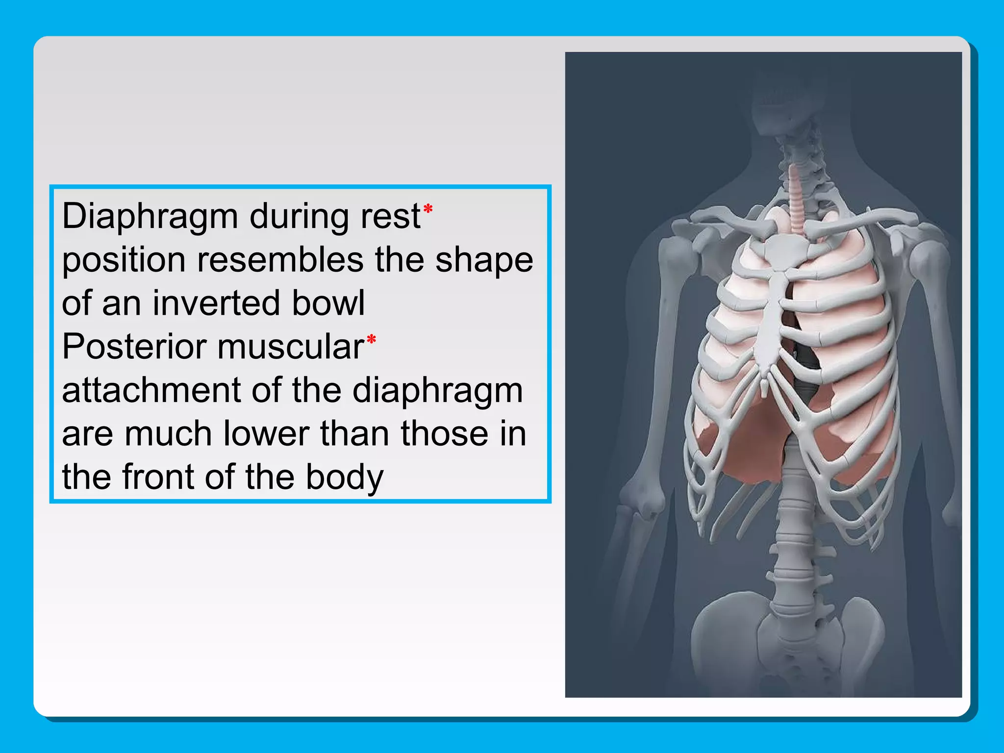 Respiratory & Phonatory Systems | PPT
