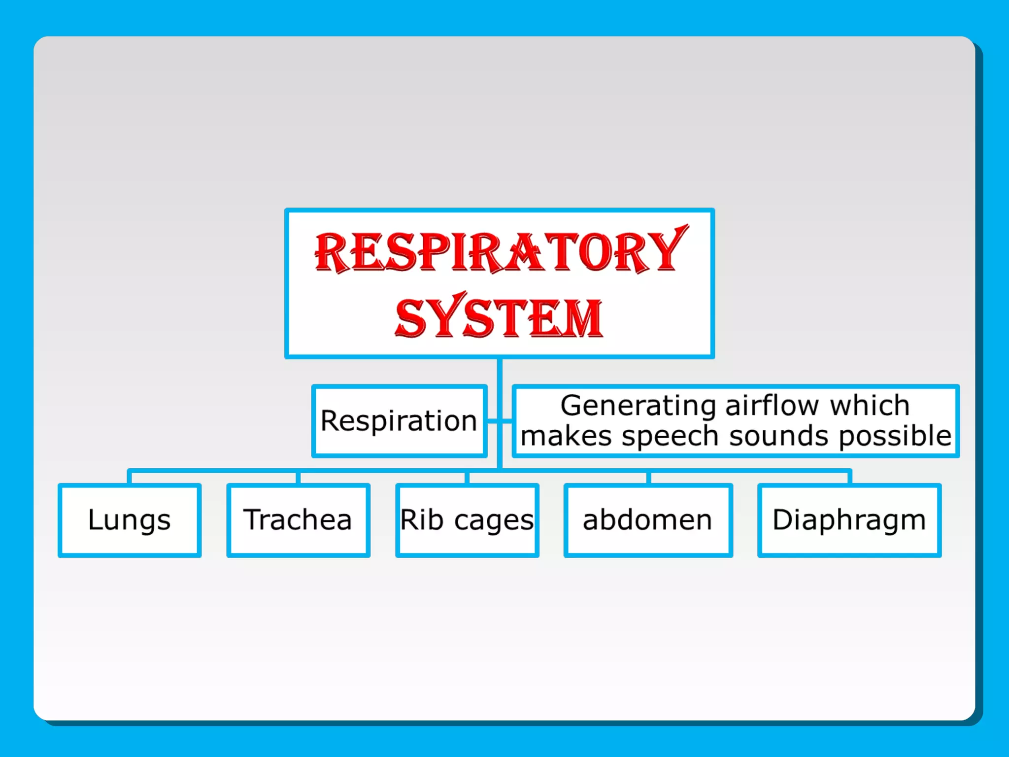 Respiratory & Phonatory Systems | PPT