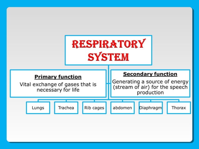 Respiratory & Phonatory Systems | PPT | Ear, Nose and Throat Conditions ...
