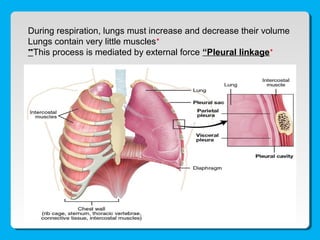 Respiratory & Phonatory Systems | PPT