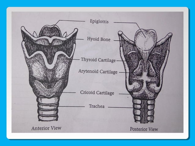 Respiratory & Phonatory Systems | PPT | Ear, Nose and Throat Conditions ...