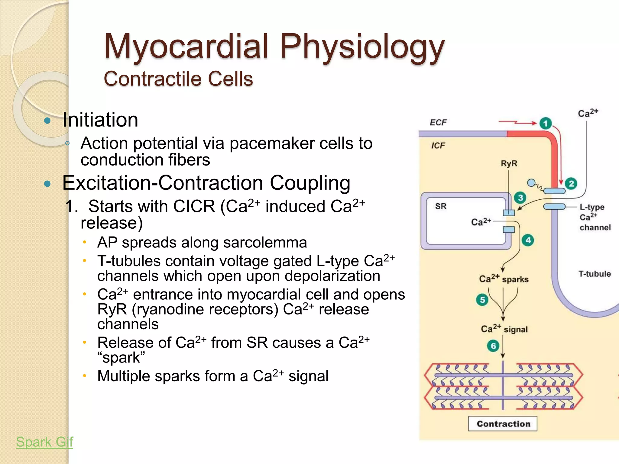 Physiology of heart | PPTX