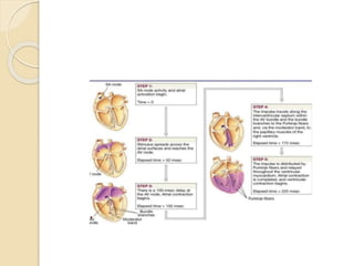 Physiology of heart | PPTX