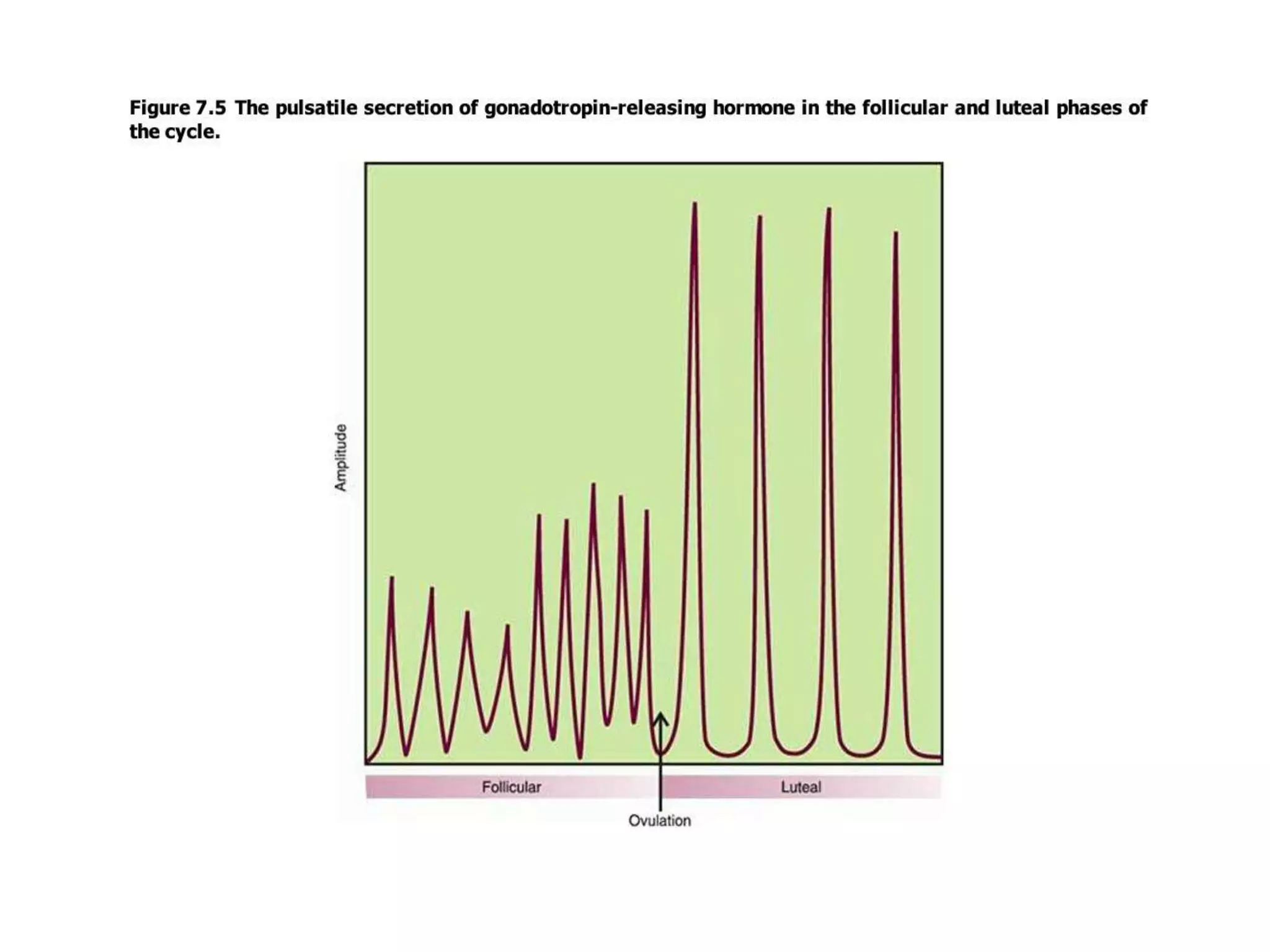Ovulation Pptx