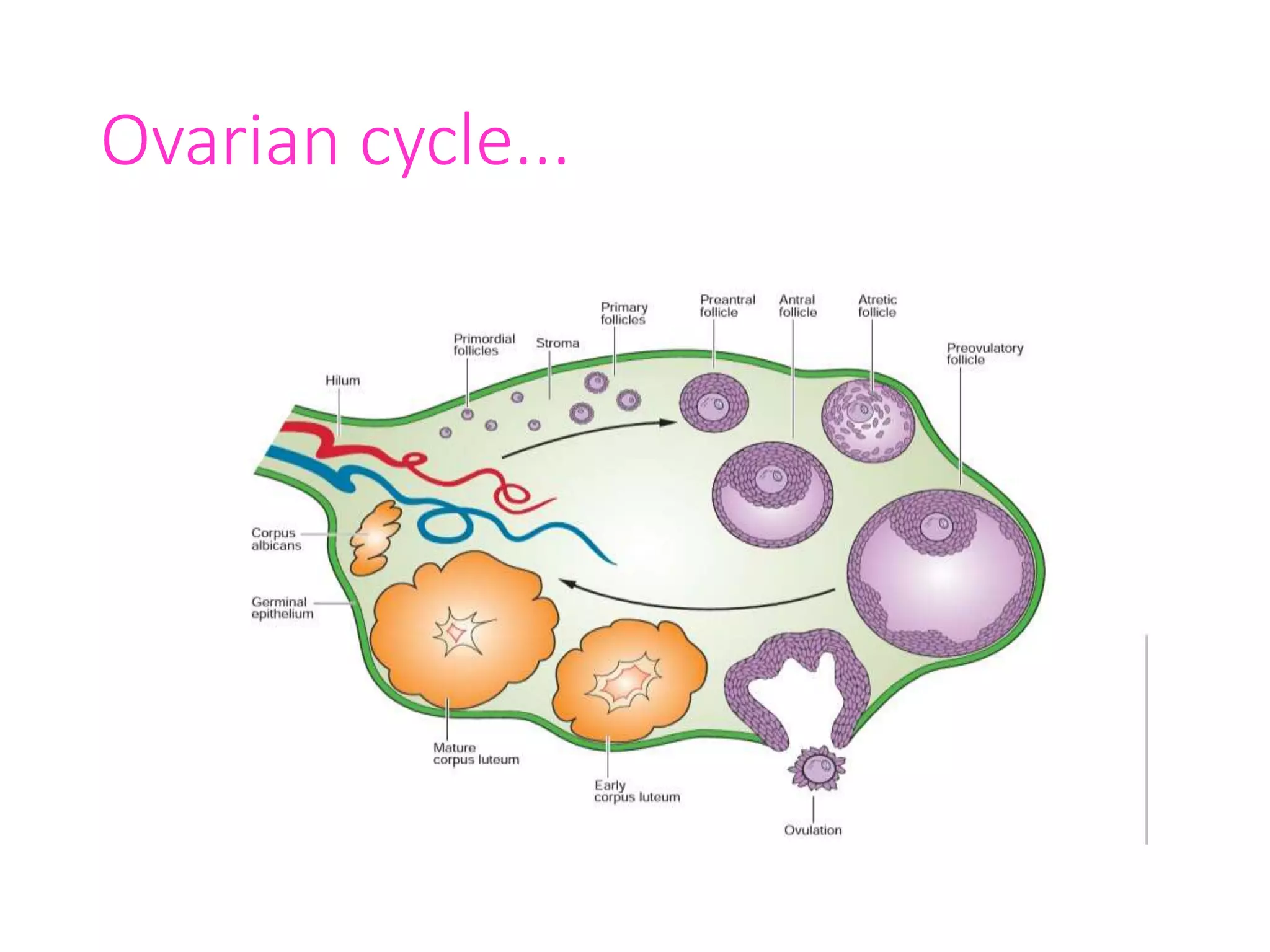ovulation... | PPTX