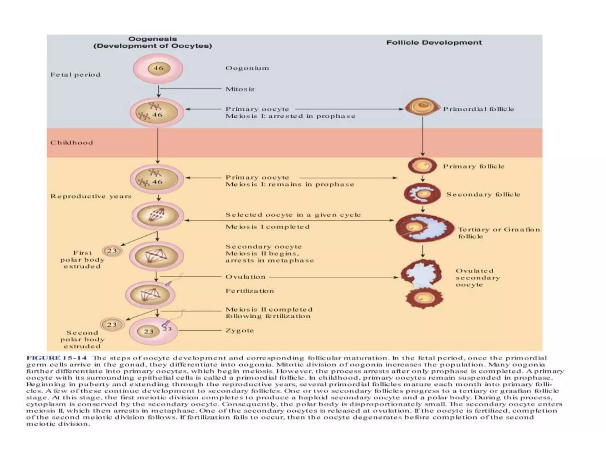 ovulation... | PPTX