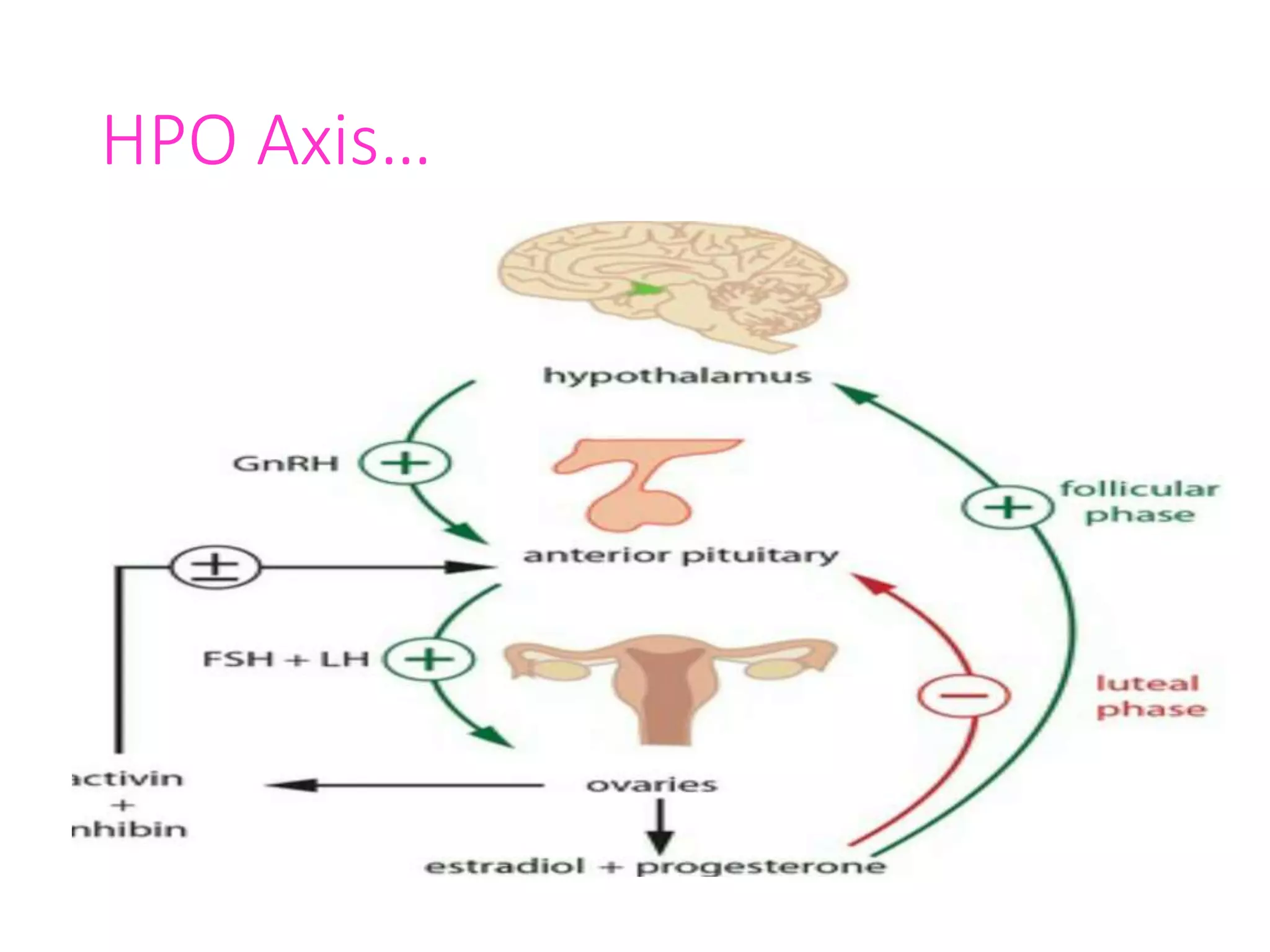 ovulation... | PPTX