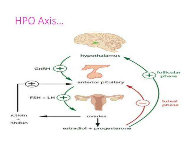 ovulation... | PPTX