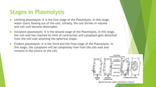 movement of substances | PPT