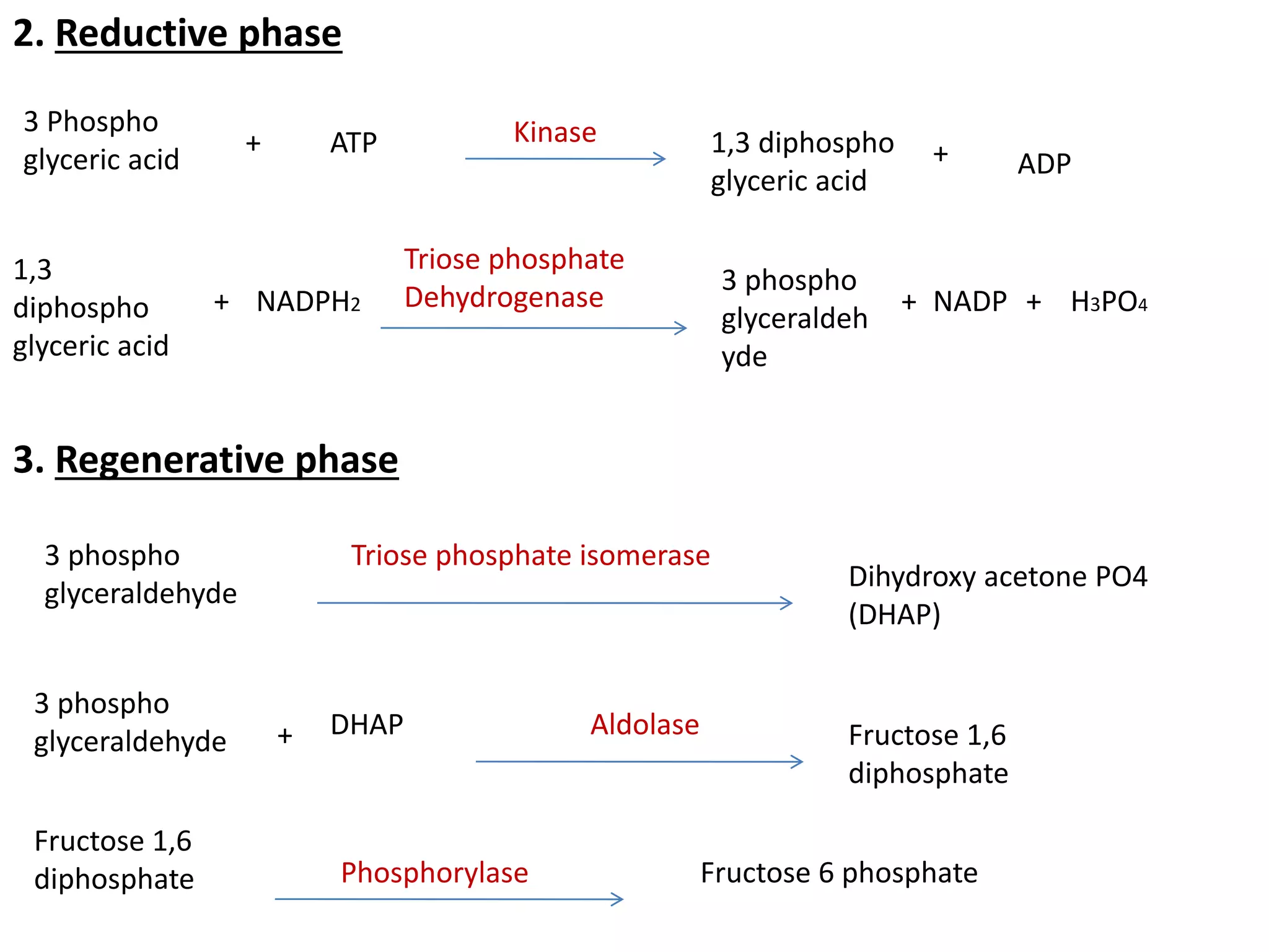 Photosynthesis and its importance in C3, C4 and CAM pathways | PPTX