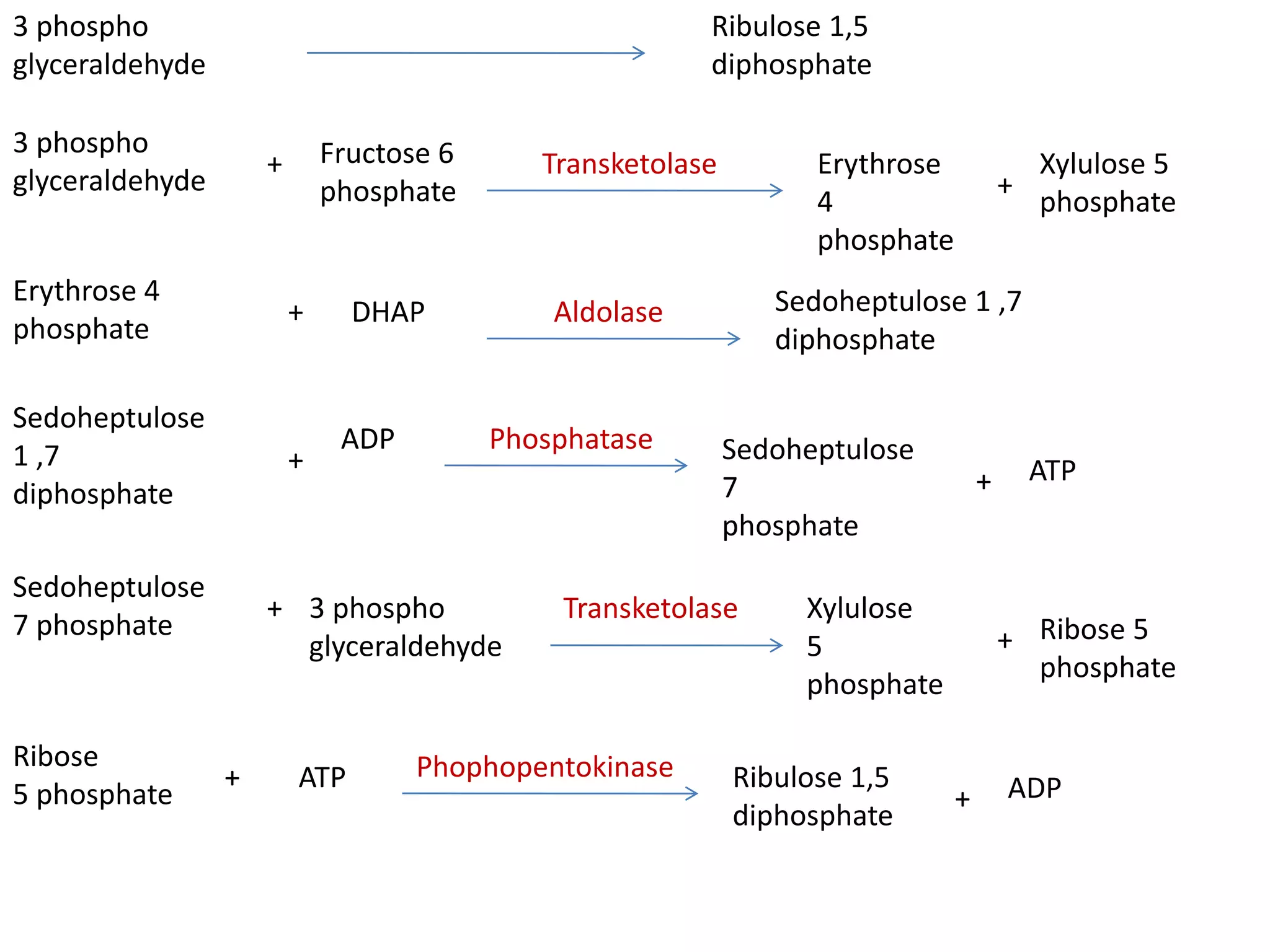 Photosynthesis and its importance in C3, C4 and CAM pathways | PPTX