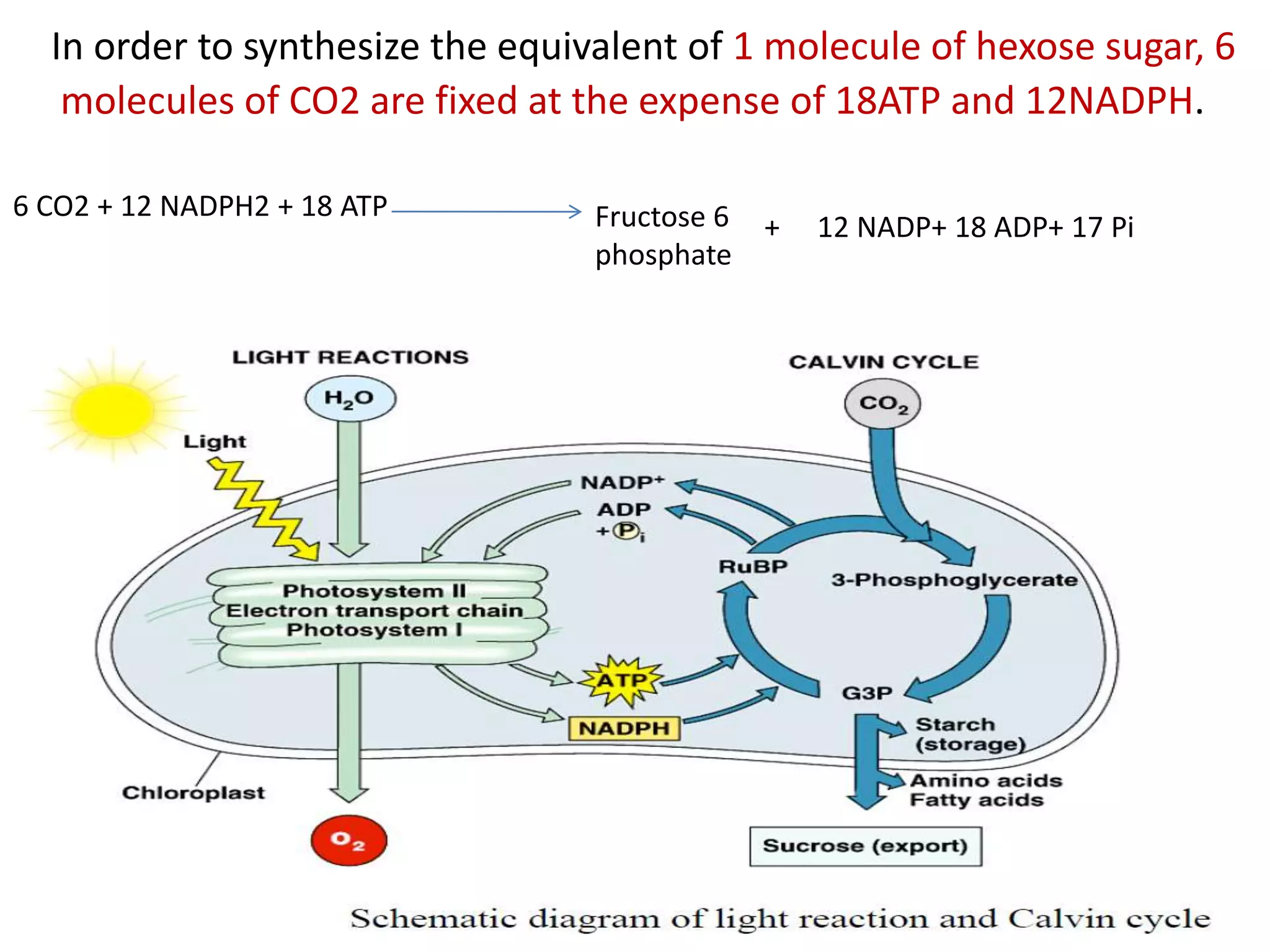 Photosynthesis and its importance in C3, C4 and CAM pathways | PPTX