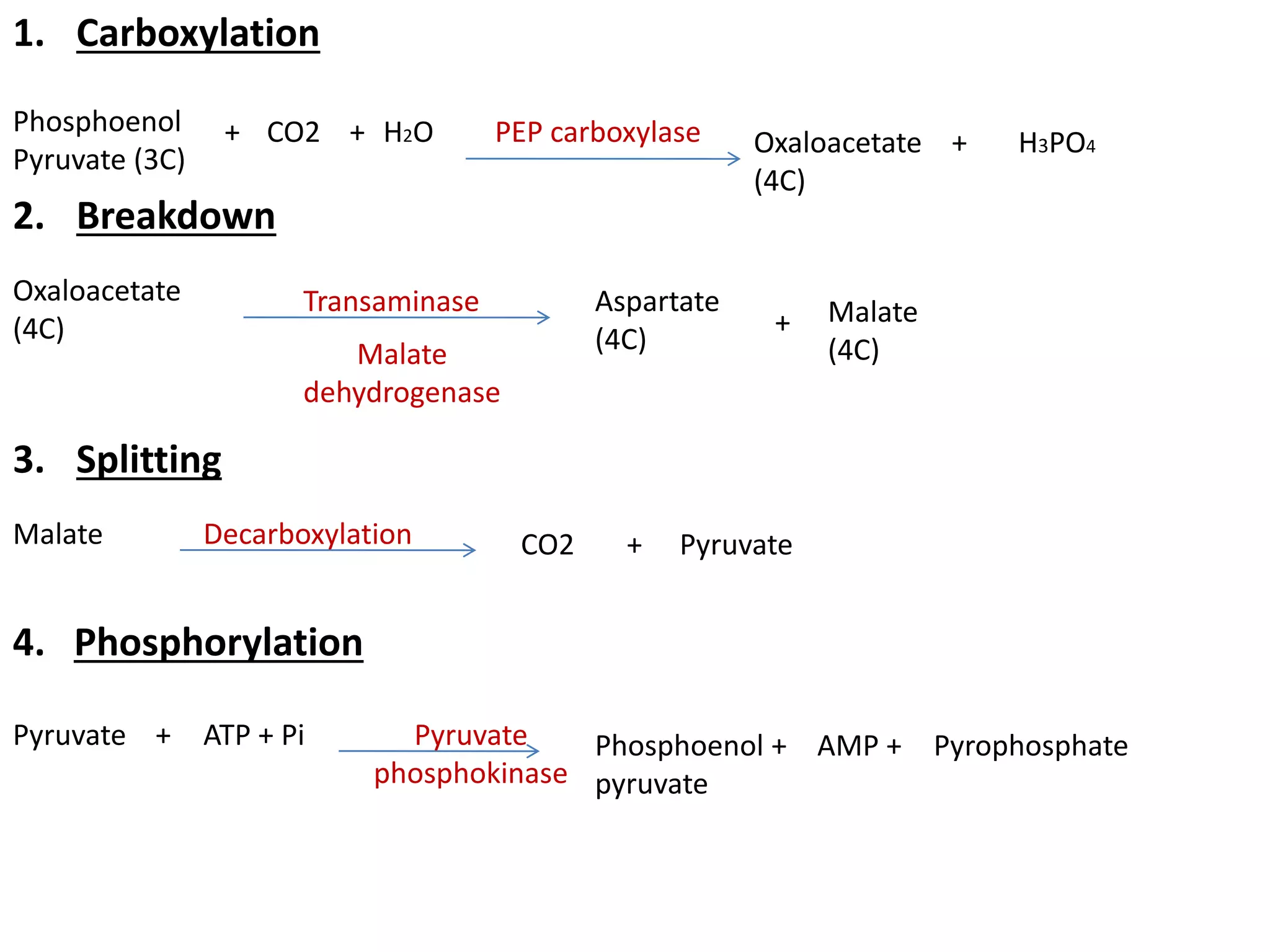 Photosynthesis and its importance in C3, C4 and CAM pathways | PPTX