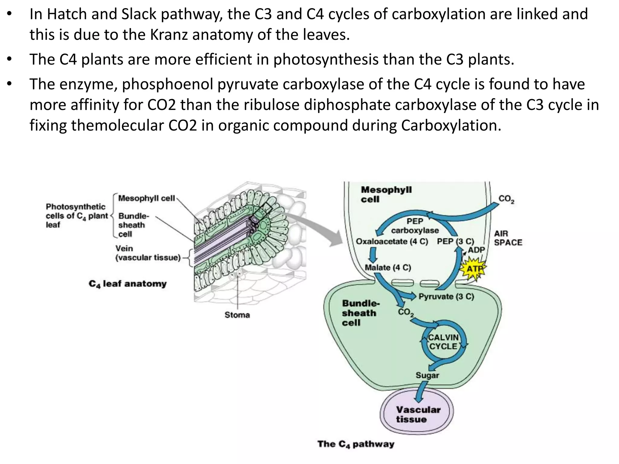 Photosynthesis and its importance in C3, C4 and CAM pathways | PPTX