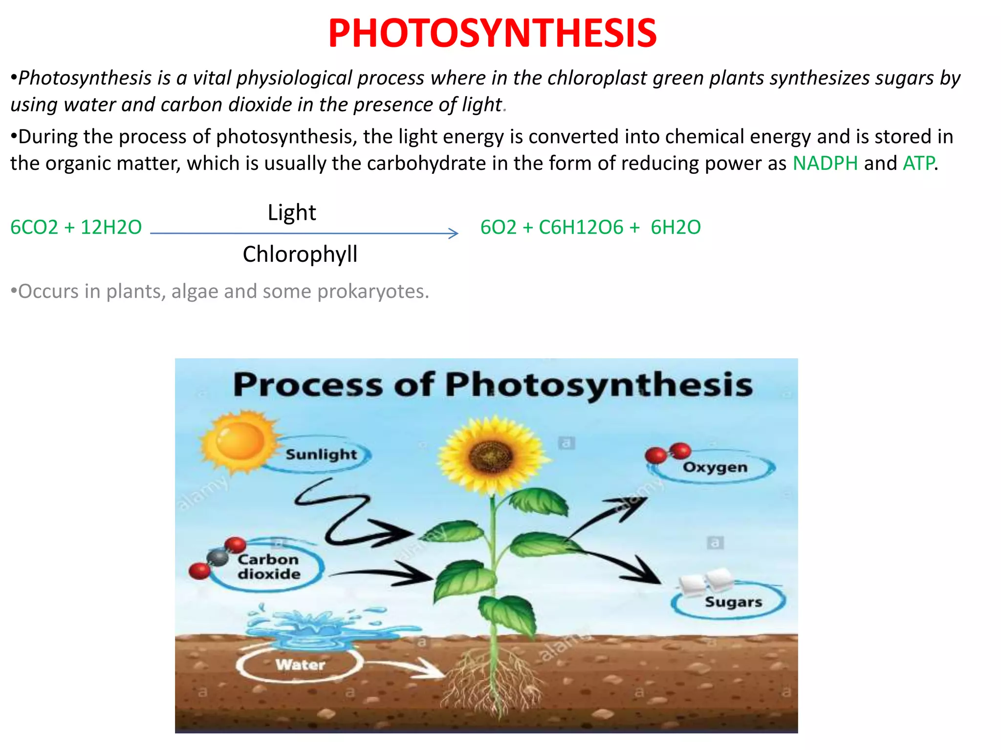Photosynthesis and its importance in C3, C4 and CAM pathways | PPTX