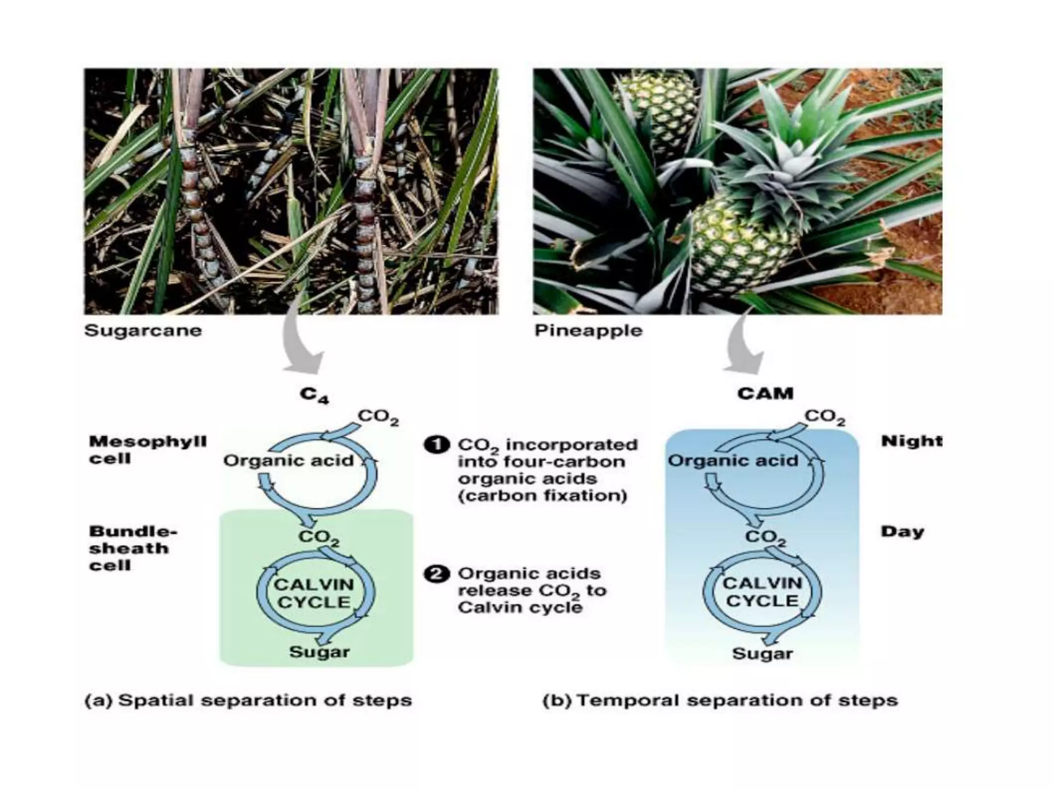 Photosynthesis and its importance in C3, C4 and CAM pathways | PPTX