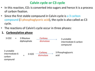 Photosynthesis and its importance in C3, C4 and CAM pathways | PPTX