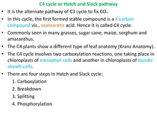 Photosynthesis and its importance in C3, C4 and CAM pathways | PPTX