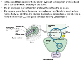 Photosynthesis and its importance in C3, C4 and CAM pathways | PPTX