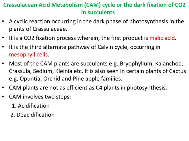 Photosynthesis and its importance in C3, C4 and CAM pathways | PPTX