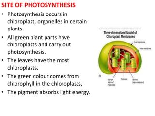 Photosynthesis and its importance in C3, C4 and CAM pathways | PPTX