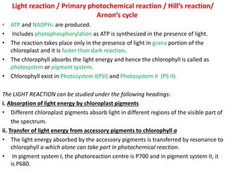 Photosynthesis and its importance in C3, C4 and CAM pathways | PPTX