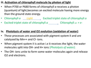 Photosynthesis and its importance in C3, C4 and CAM pathways | PPTX