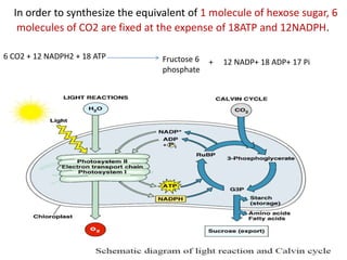 C4 Pathway Animation