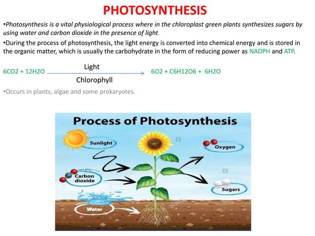 Photosynthesis and its importance in C3, C4 and CAM pathways