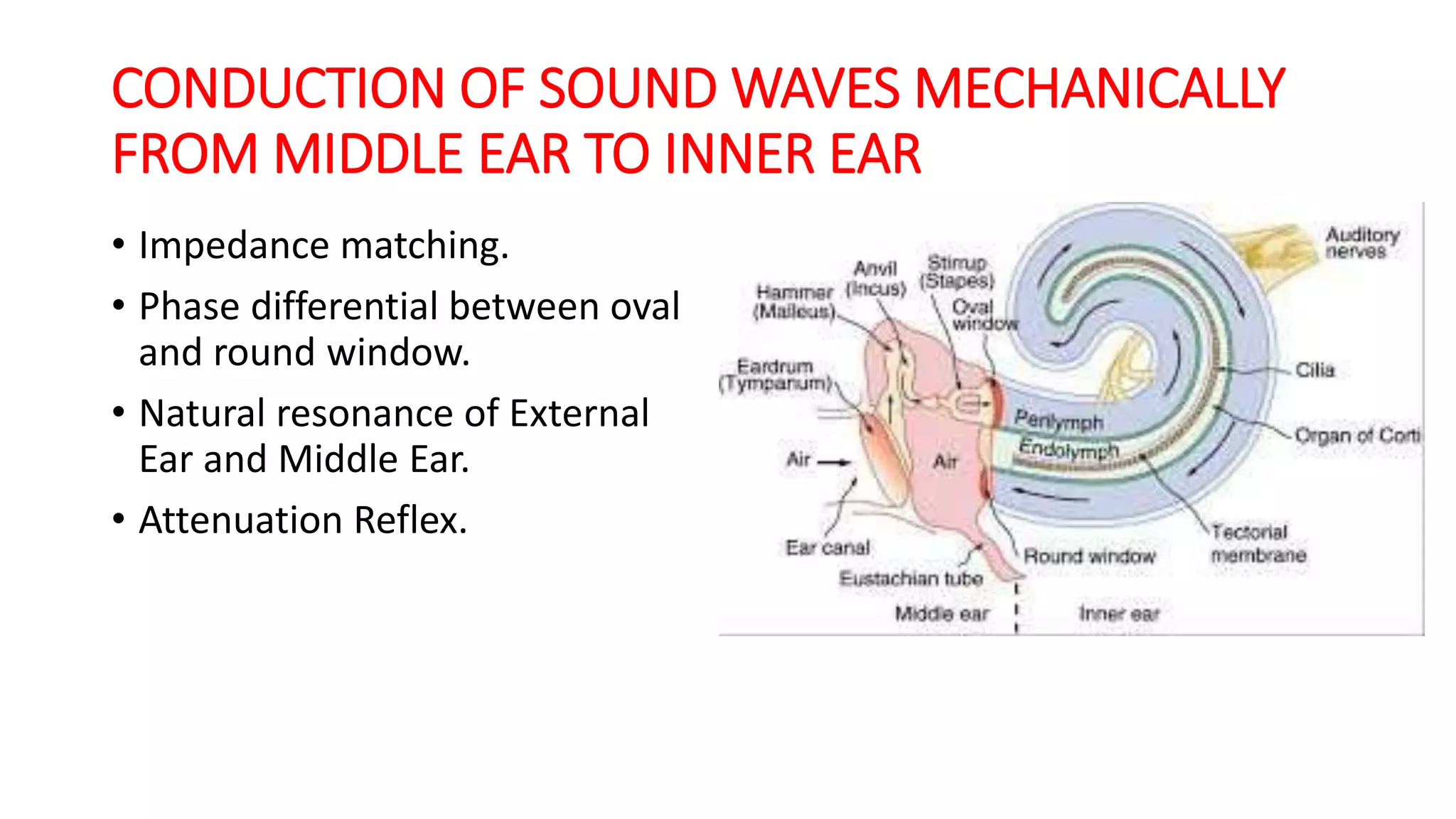 Physiology of Hearing | PPTX | Digital Audio | Computer Software and Applications