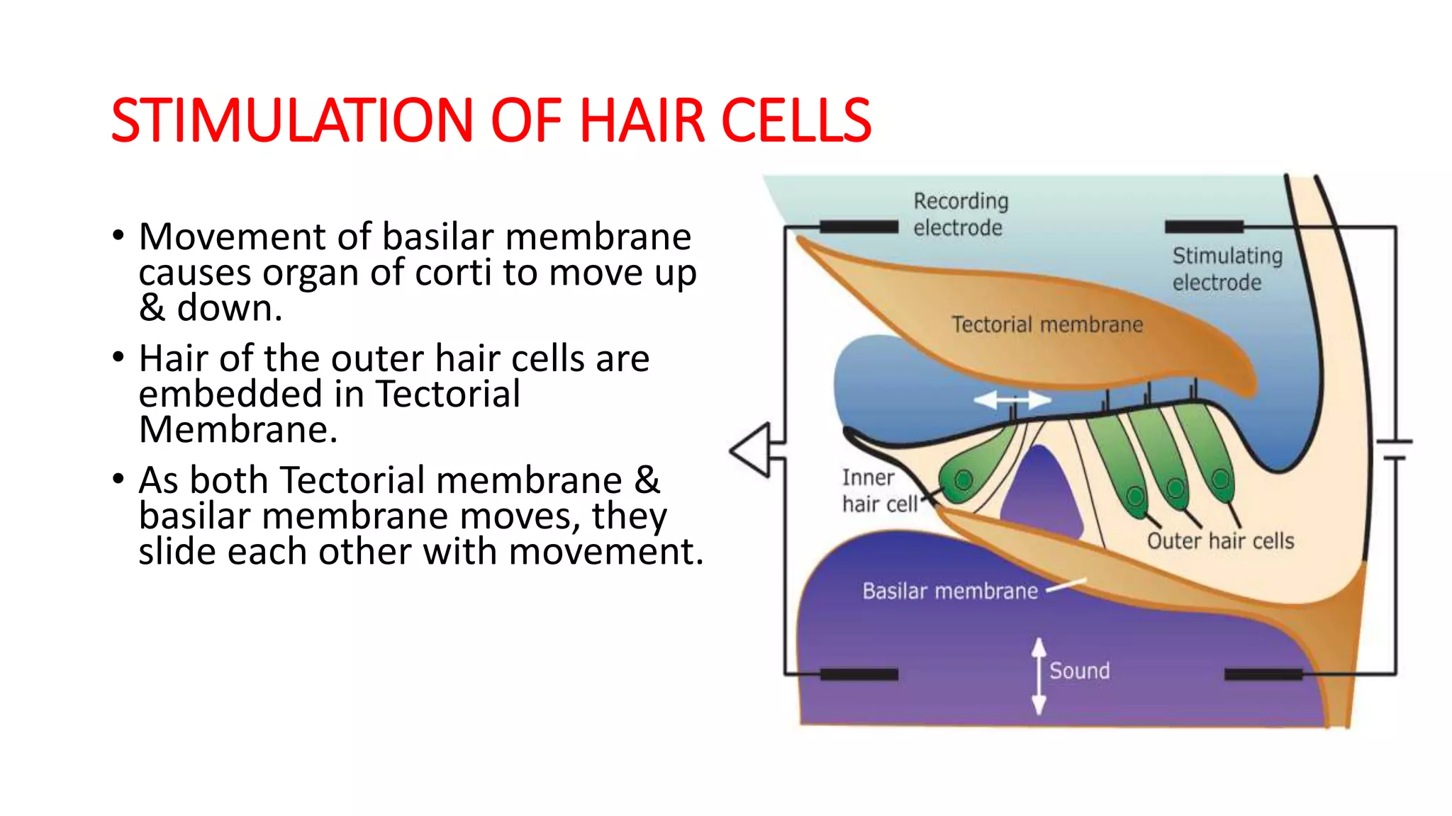 Physiology of Hearing | PPTX
