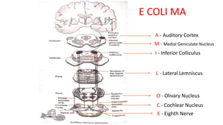 Physiology of Hearing | PPTX