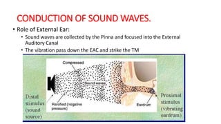 Physiology of Hearing | PPTX