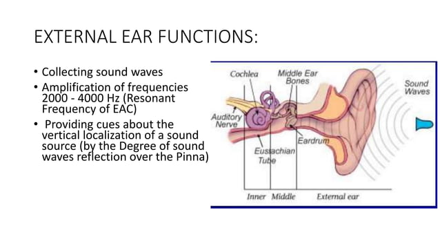 Physiology of Hearing