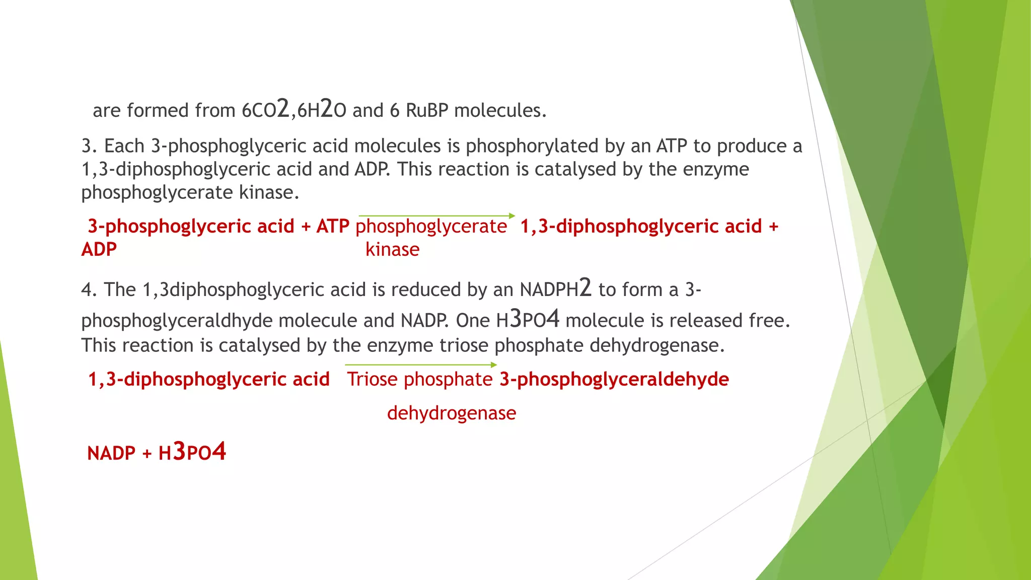 Photosynthetic Mechanism | PPTX | Chemistry | Science
