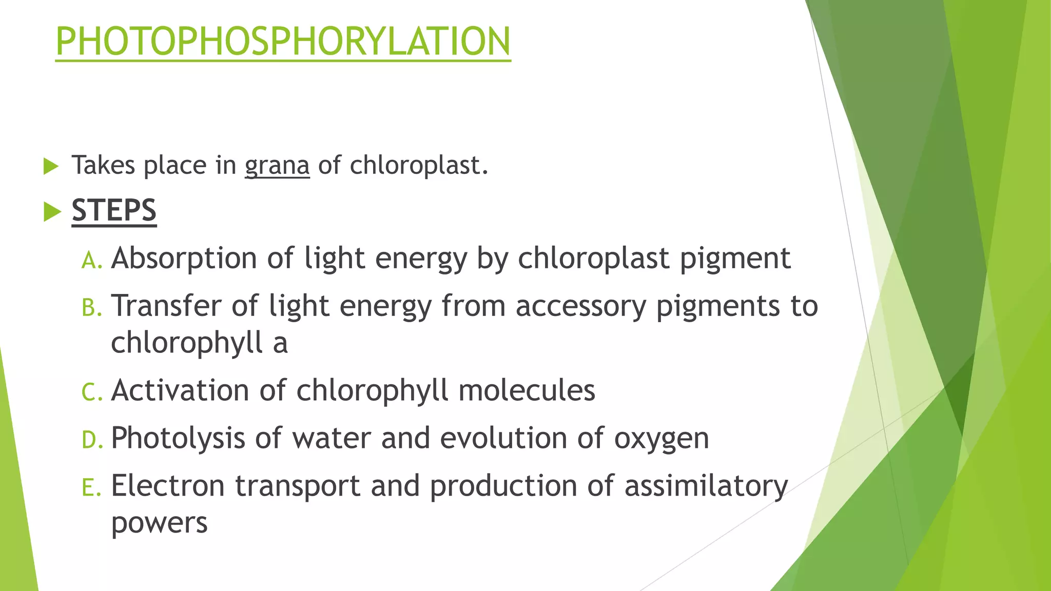 Photosynthetic Mechanism | PPTX | Chemistry | Science