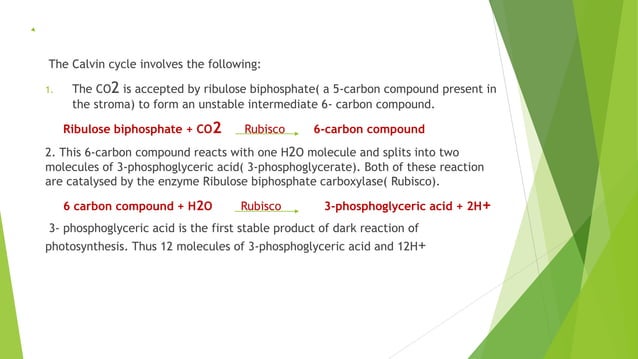 Photosynthetic Mechanism | PPTX | Chemistry | Science