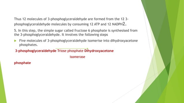 Photosynthetic Mechanism | PPTX | Chemistry | Science