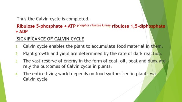 Photosynthetic Mechanism | PPTX | Chemistry | Science