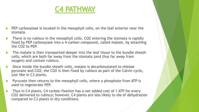Photosynthetic Mechanism | PPTX | Chemistry | Science