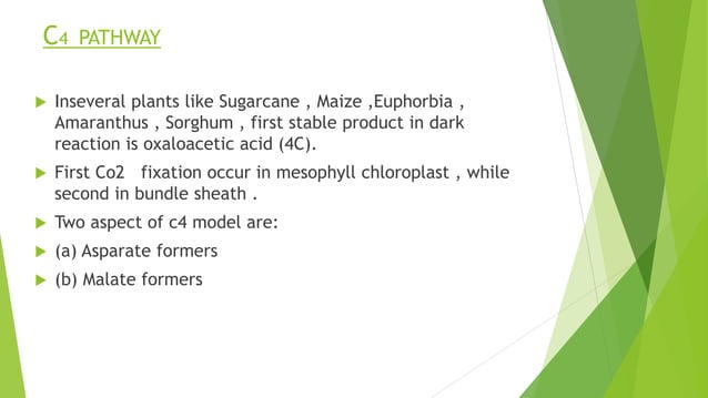 Photosynthetic Mechanism | PPTX | Chemistry | Science