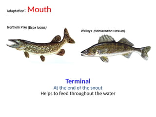 Fish anatomy physiology and fisheries biology | PPTX
