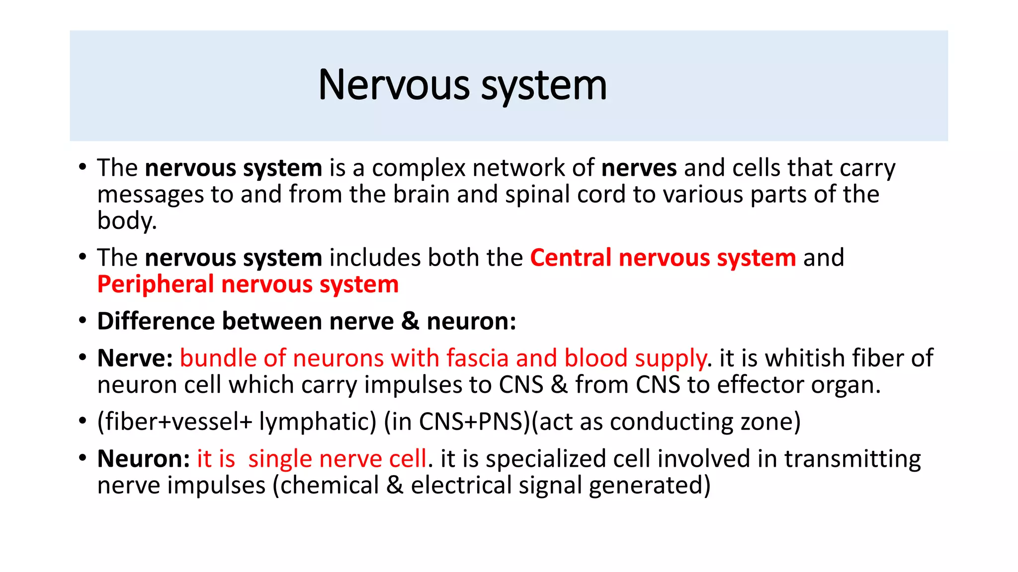 central nervous system | PPTX