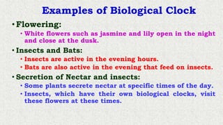 Physiology - Chronobiology.pptx