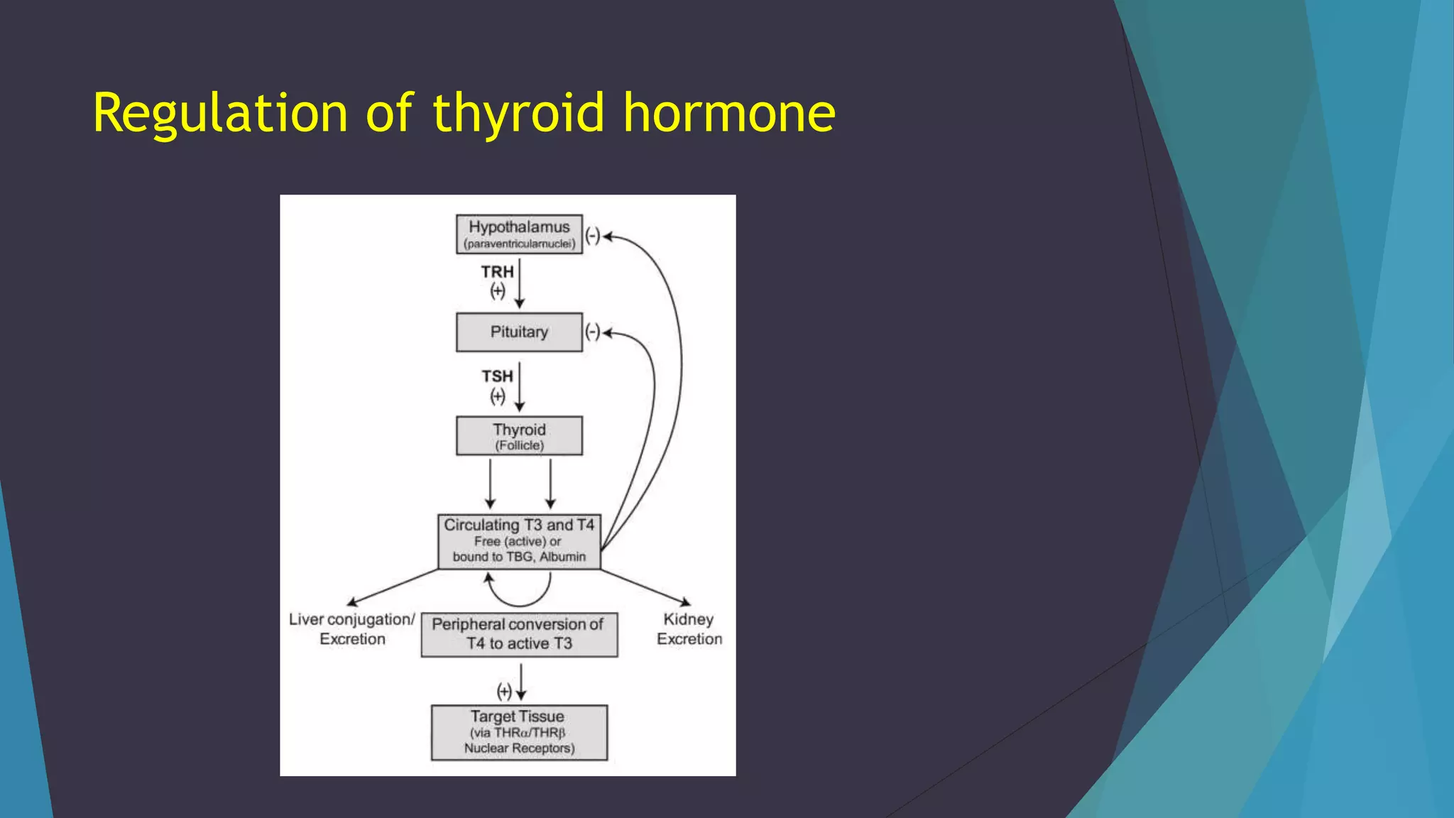 Physiology thyroid gland | PPSX | Thyroid Disorders | Endocrine and ...