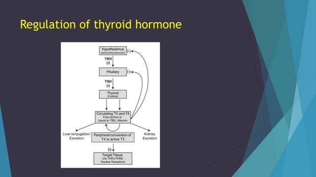 Physiology thyroid gland | PPSX | Thyroid Disorders | Endocrine and Metabolic Diseases